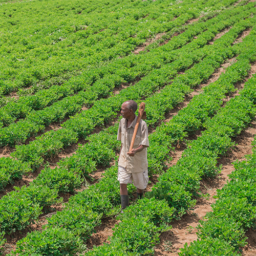 OUR WORK | Conservation Farming Unit