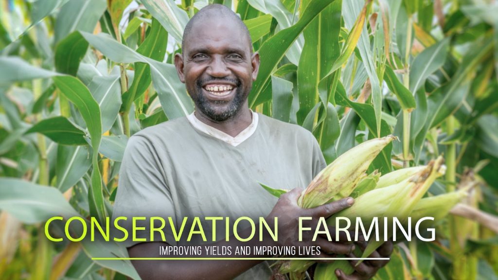 Metrone Mutete | Conservation Farming Unit (CFU)